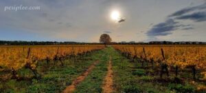 Villages du Nord de Montpellier | 10 jolis villages à découvrir
